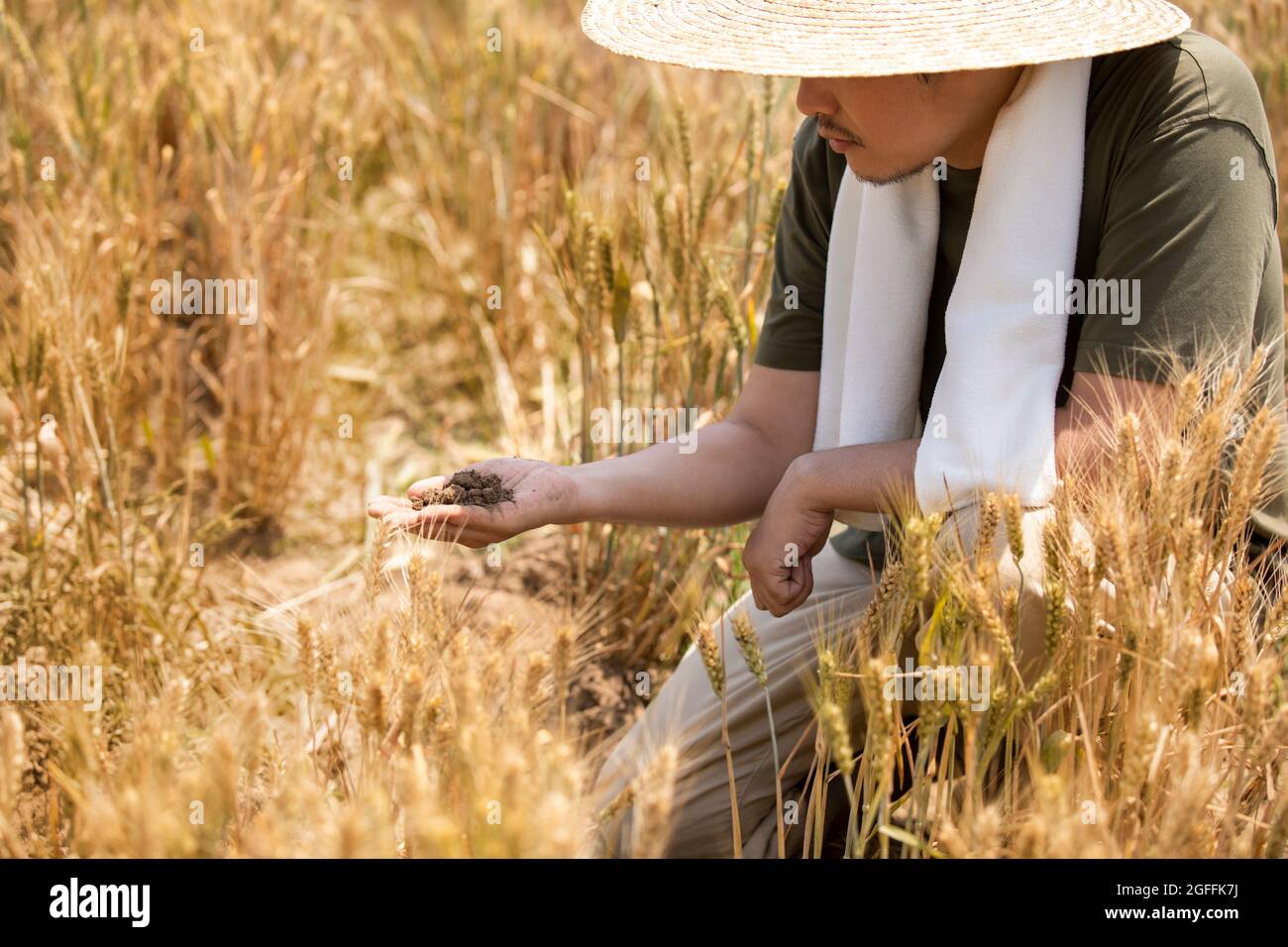 Farmer working in wheat field Stock Photo - Alamy