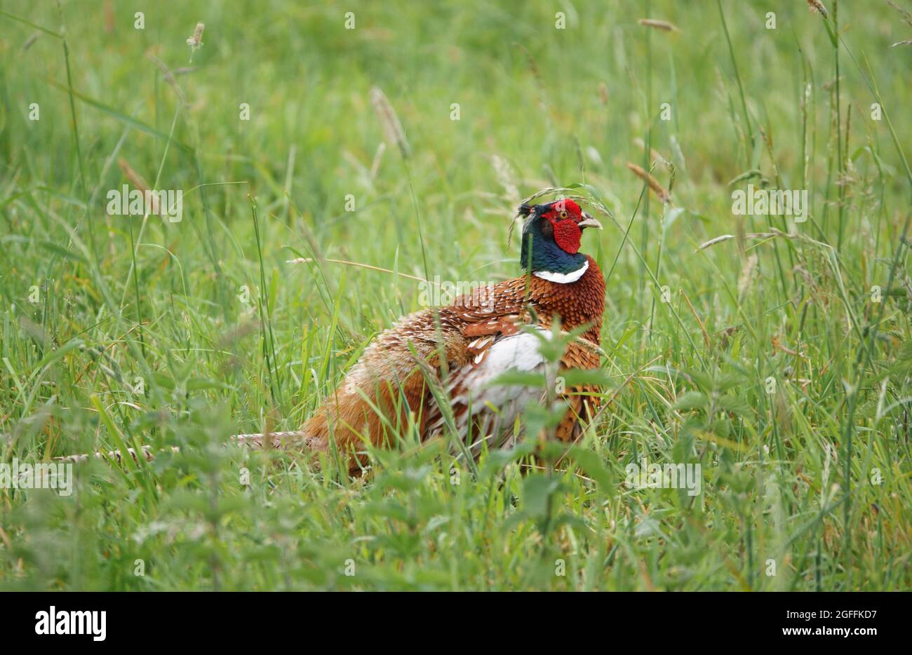 male cock pheasant feeding in the long summer grass Stock Photo - Alamy