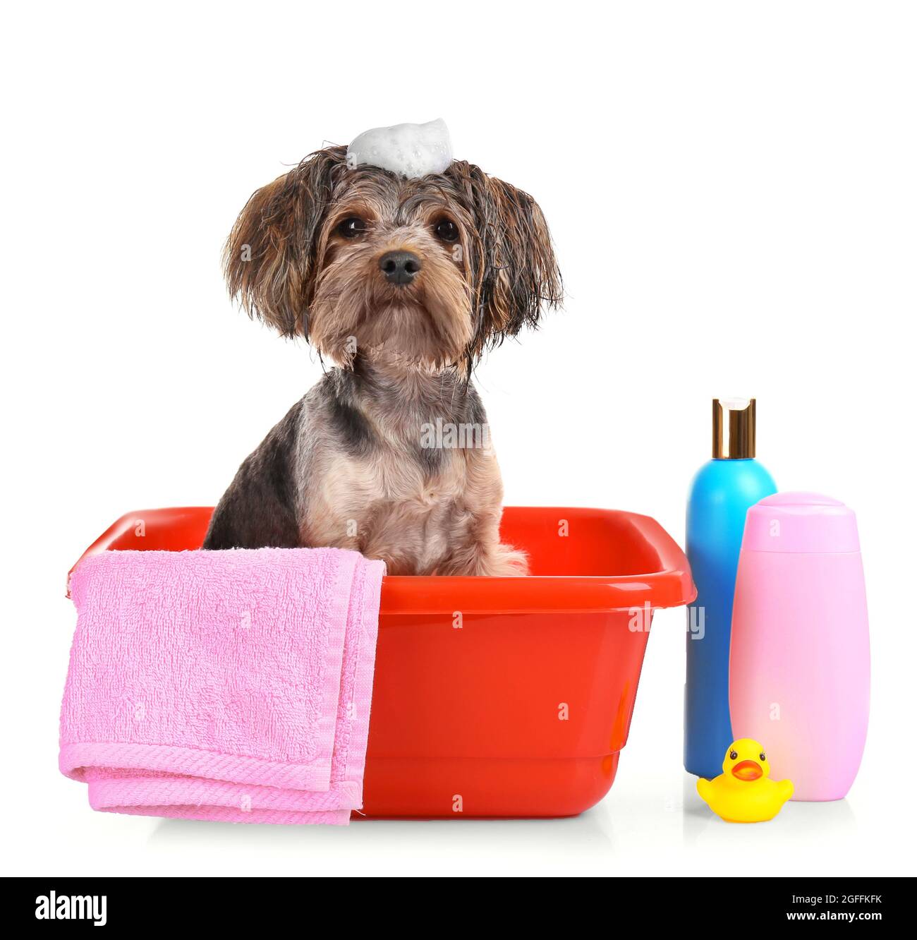 Funny little dog in plastic basin isolated on white Stock Photo - Alamy