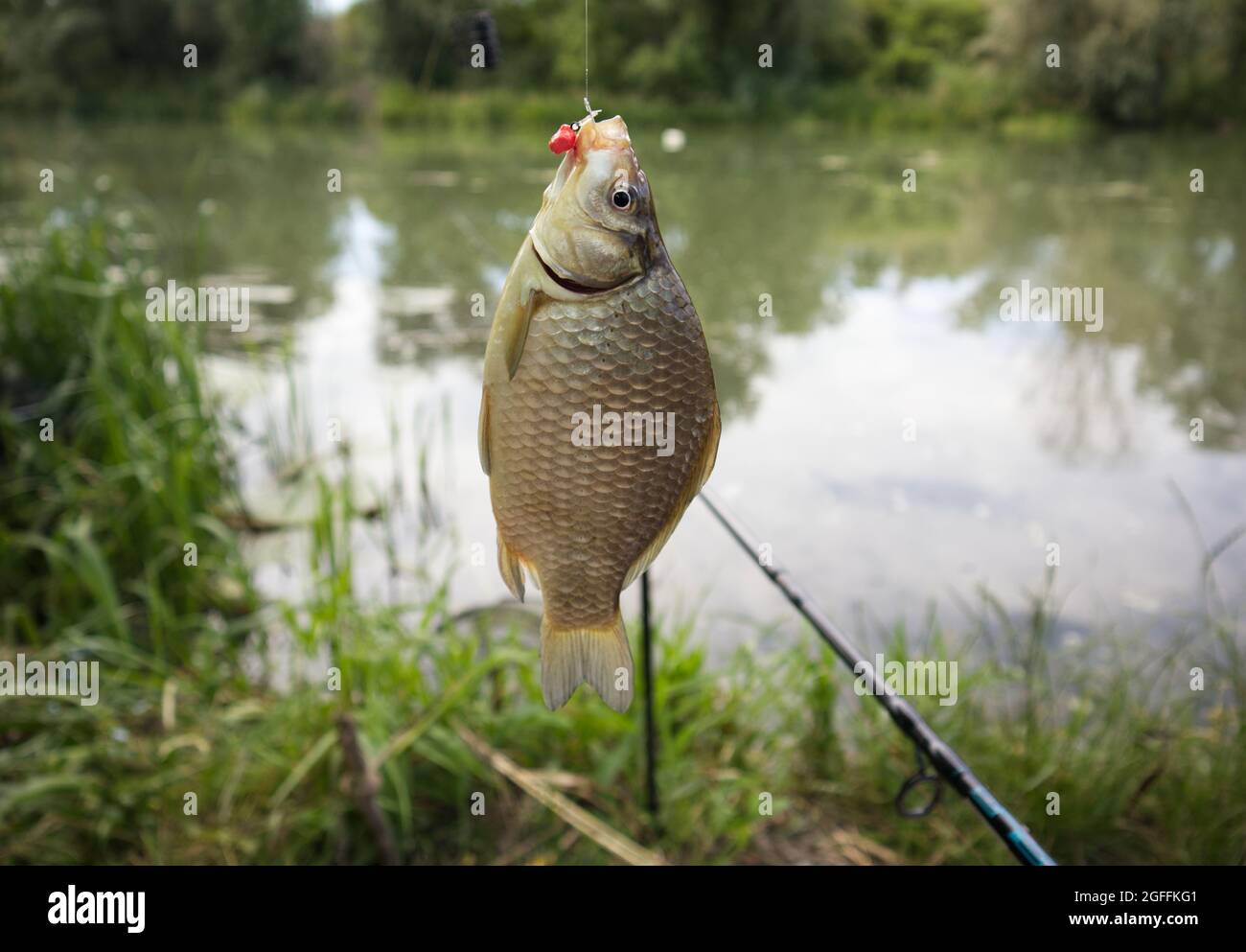 Crucian carp hi-res stock photography and images - Alamy