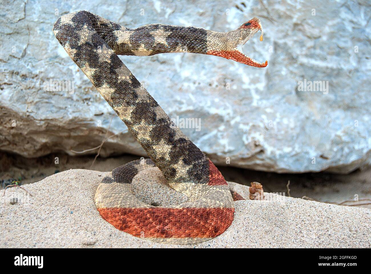 First American Flag Snake