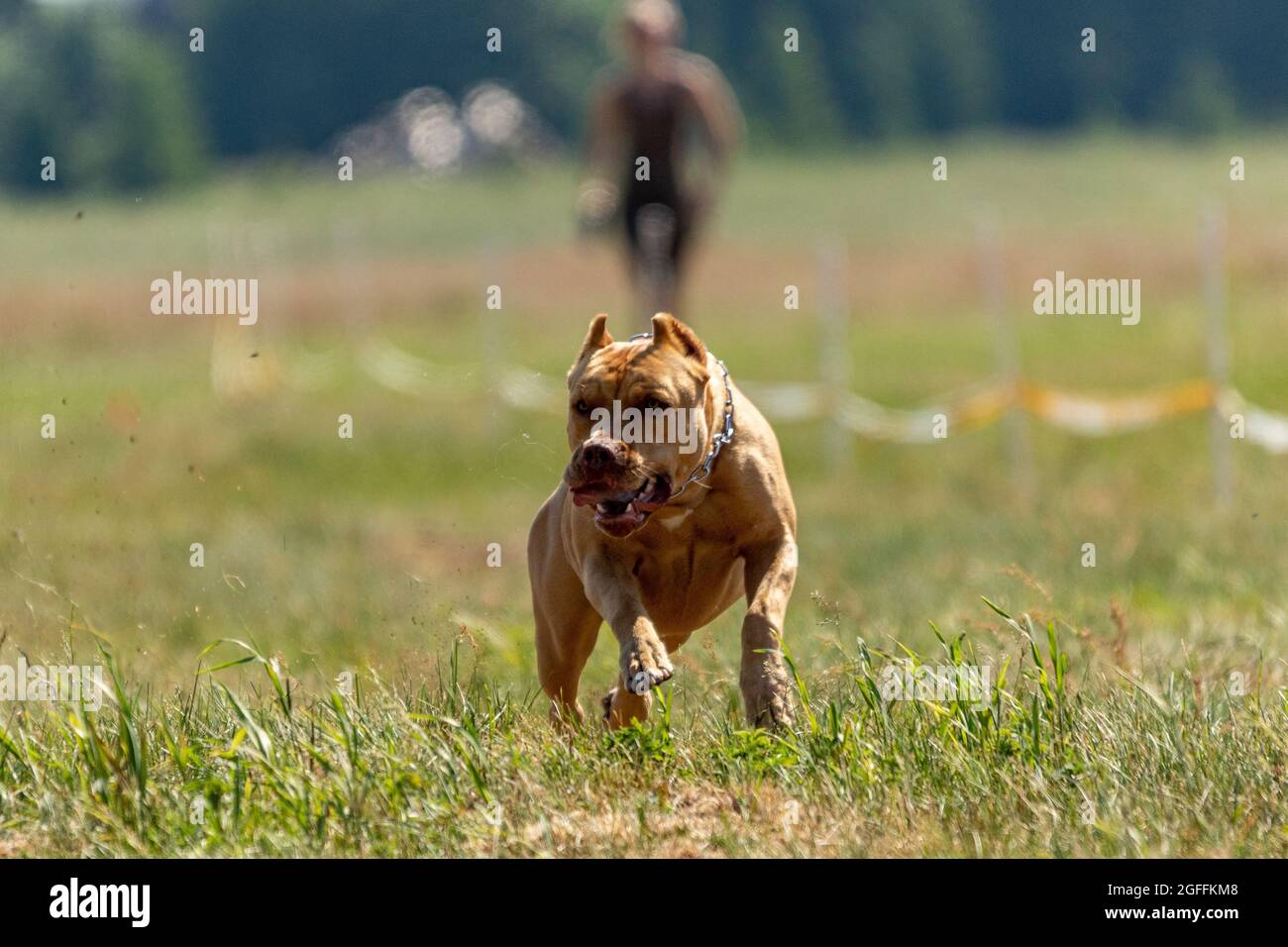 Pit Bull Terrier running and chasing the lure on dog sport Stock Photo ...
