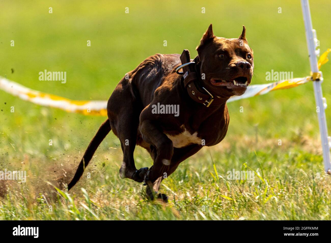 Pit Bull Terrier running and chasing the lure on dog sport Stock Photo ...