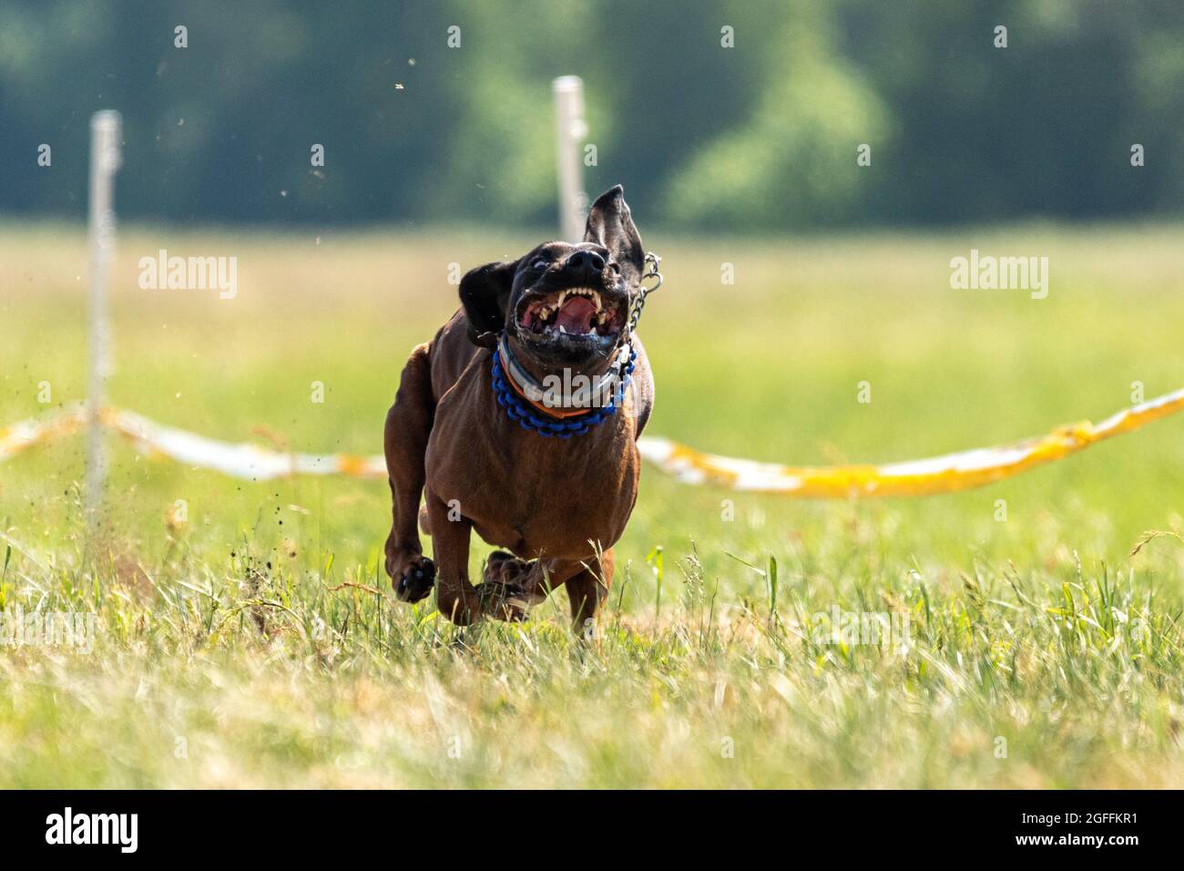 Cane Corso running across the field on competition Stock Photo - Alamy