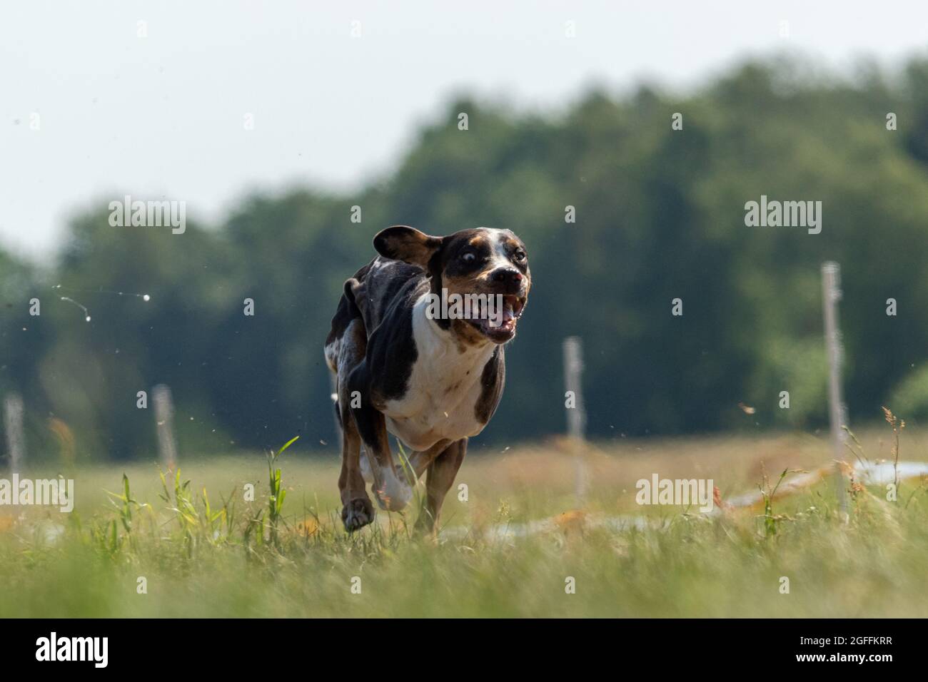 Leopard running hi-res stock photography and images - Alamy
