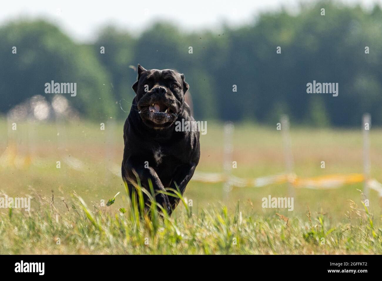 Cane Corso running across the field on competition Stock Photo - Alamy