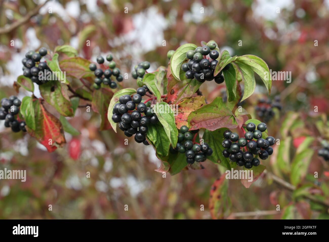 Black berries ripen on bushes in the forest Stock Photo - Alamy