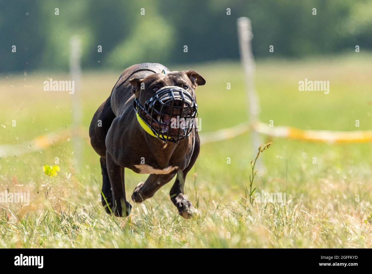 Staffordshire bull terrier running hi-res stock photography and images ...