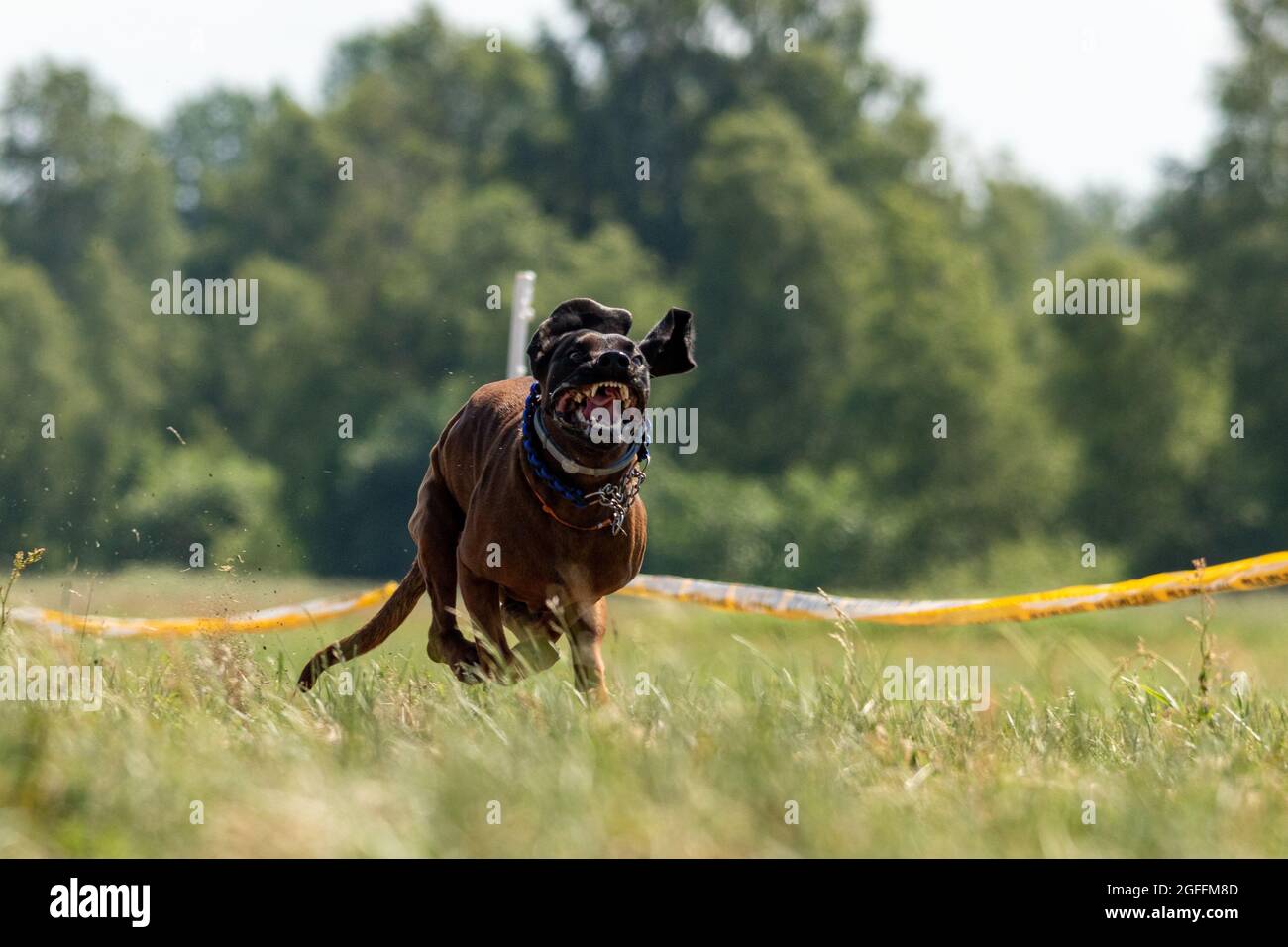 Cane Corso running across the field on competition Stock Photo - Alamy