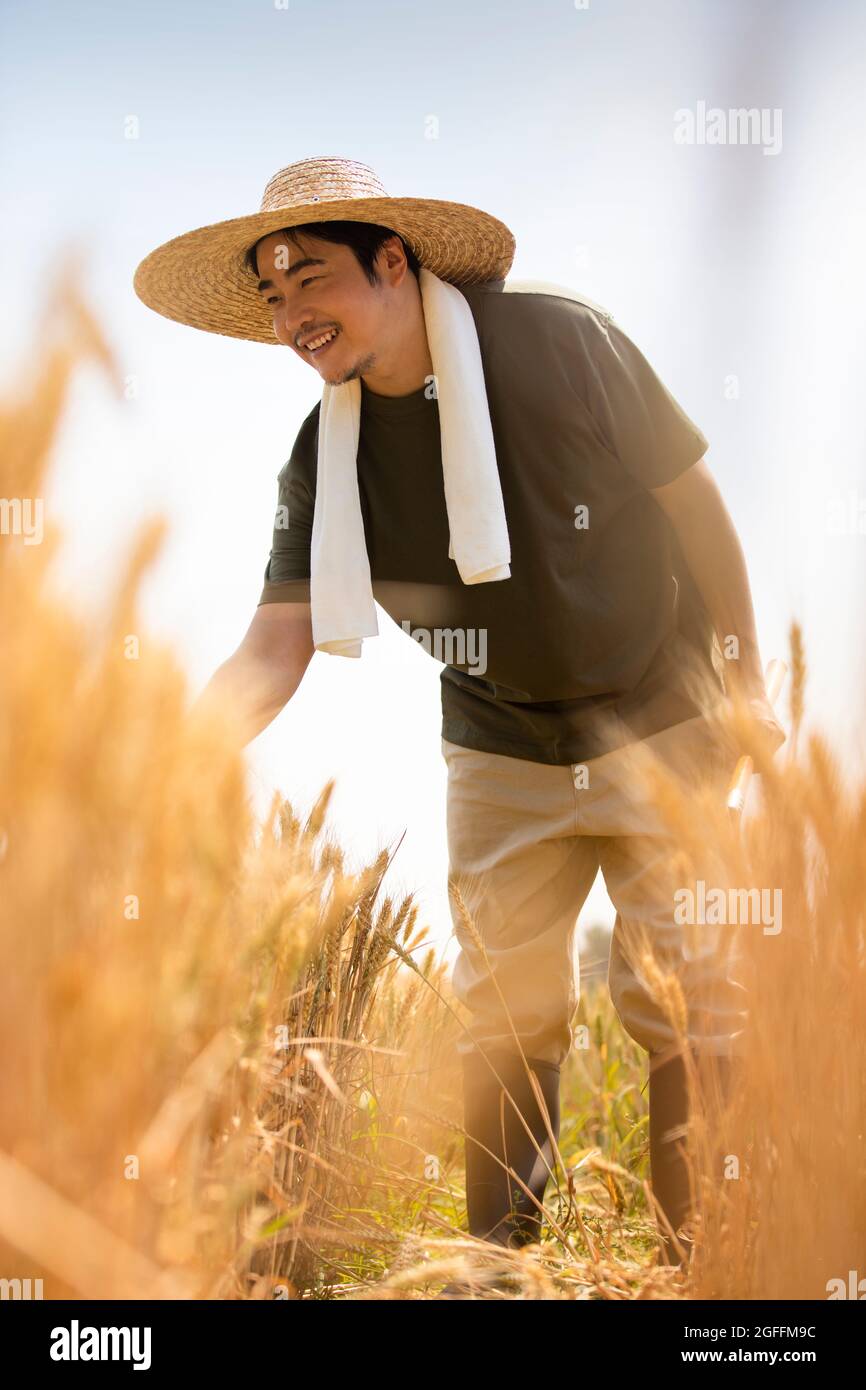 Farmer harvesting in wheat field Stock Photo - Alamy