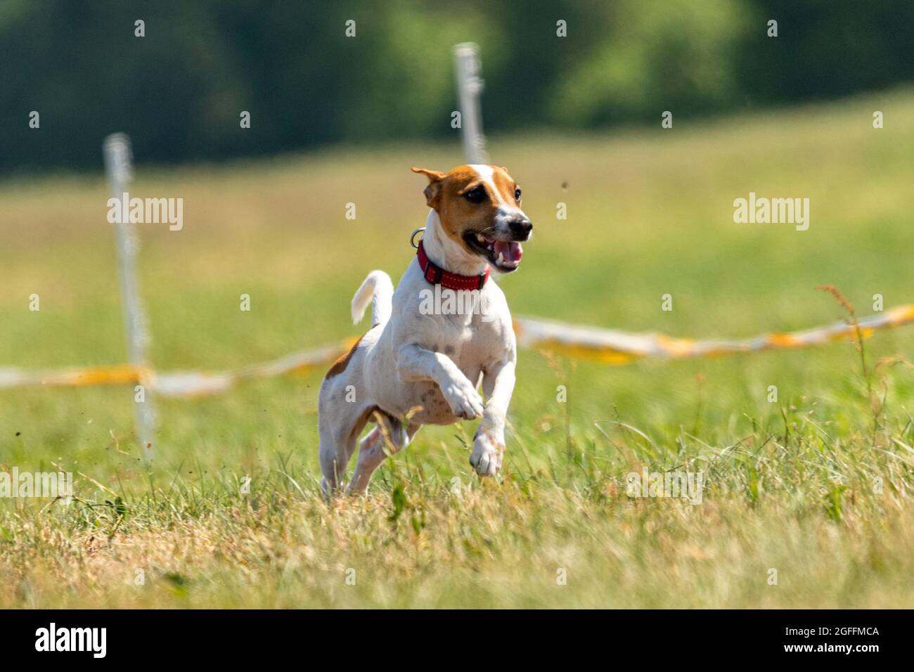 jack russell terrier running lure coursing competition on the field ...