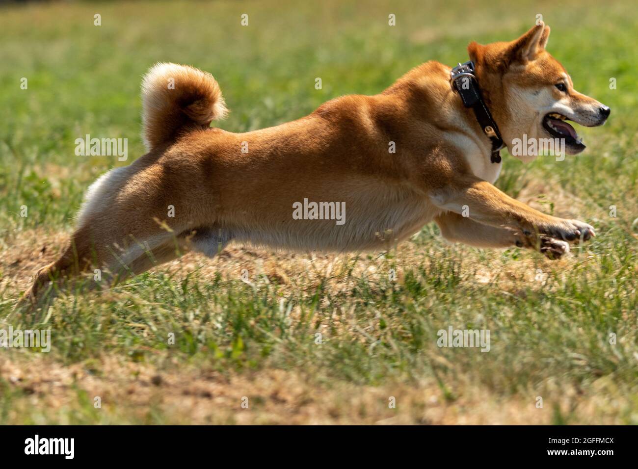 shiba inu running lure coursing competition on green field Stock Photo ...