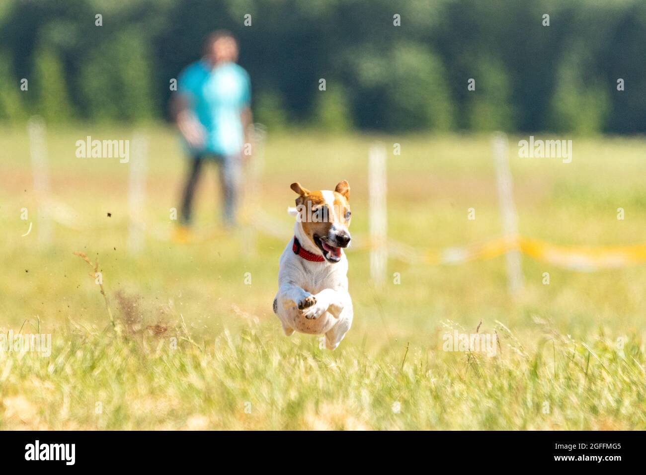 jack russell terrier running lure coursing competition on the field ...