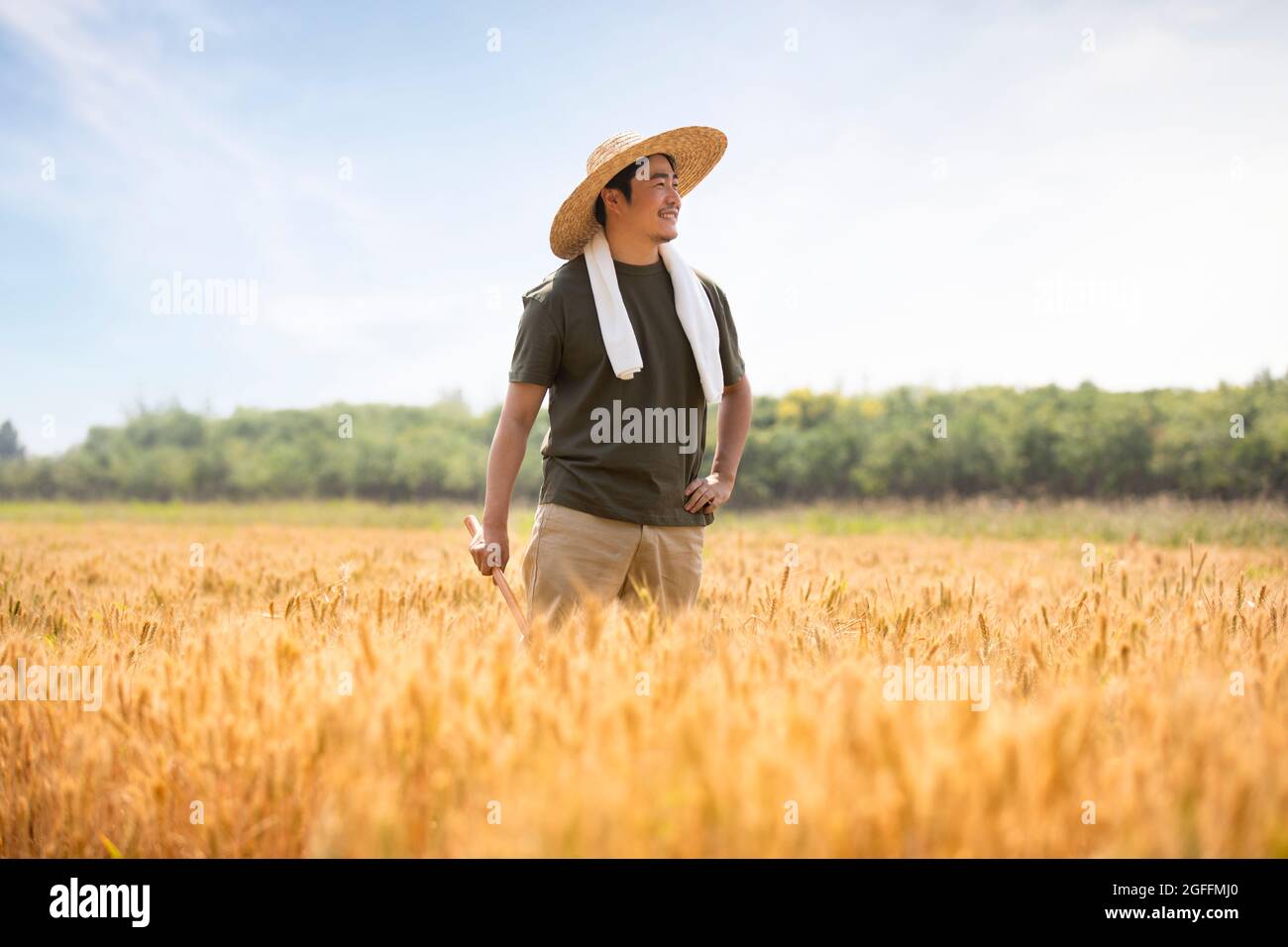 Farmer harvesting in wheat field Stock Photo - Alamy