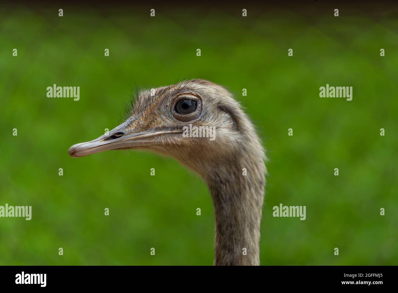 Emu bird head with green background in summer color fresh day Stock ...