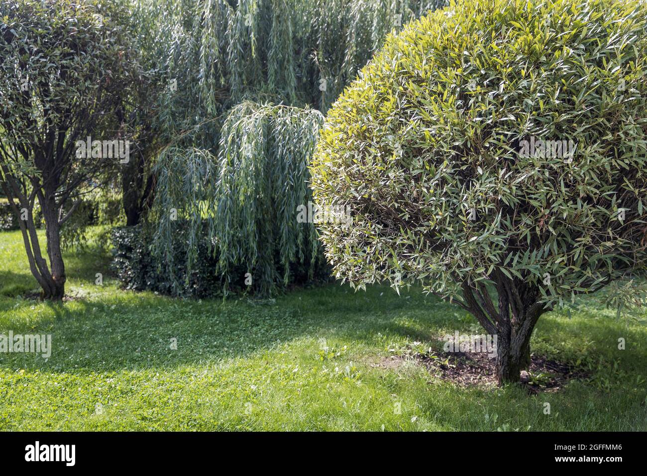 Globular trimmed willow trees and weeping willows grow along the path ...