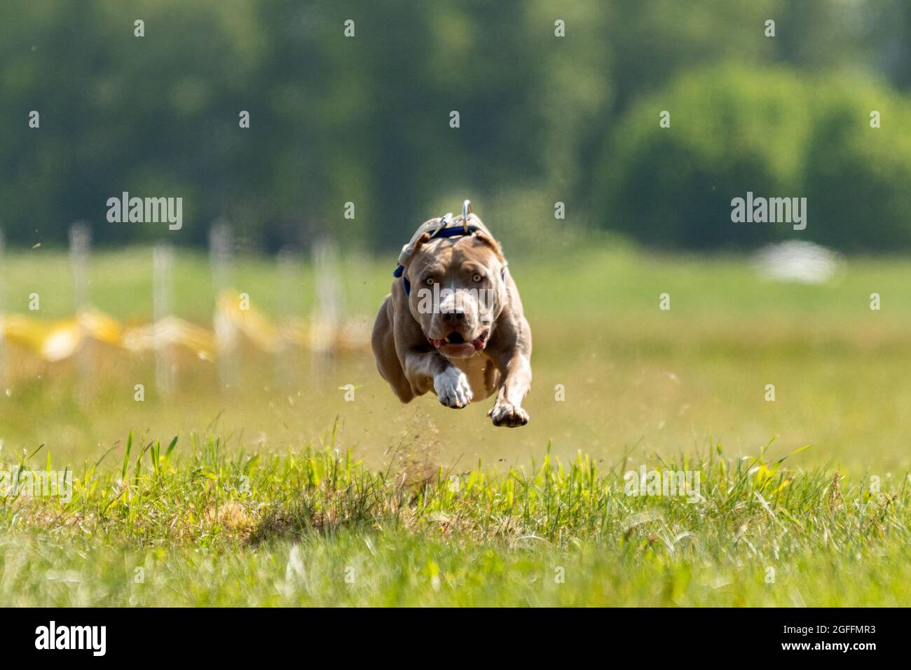 Pit Bull Terrier running and chasing the lure on dog sport Stock Photo ...
