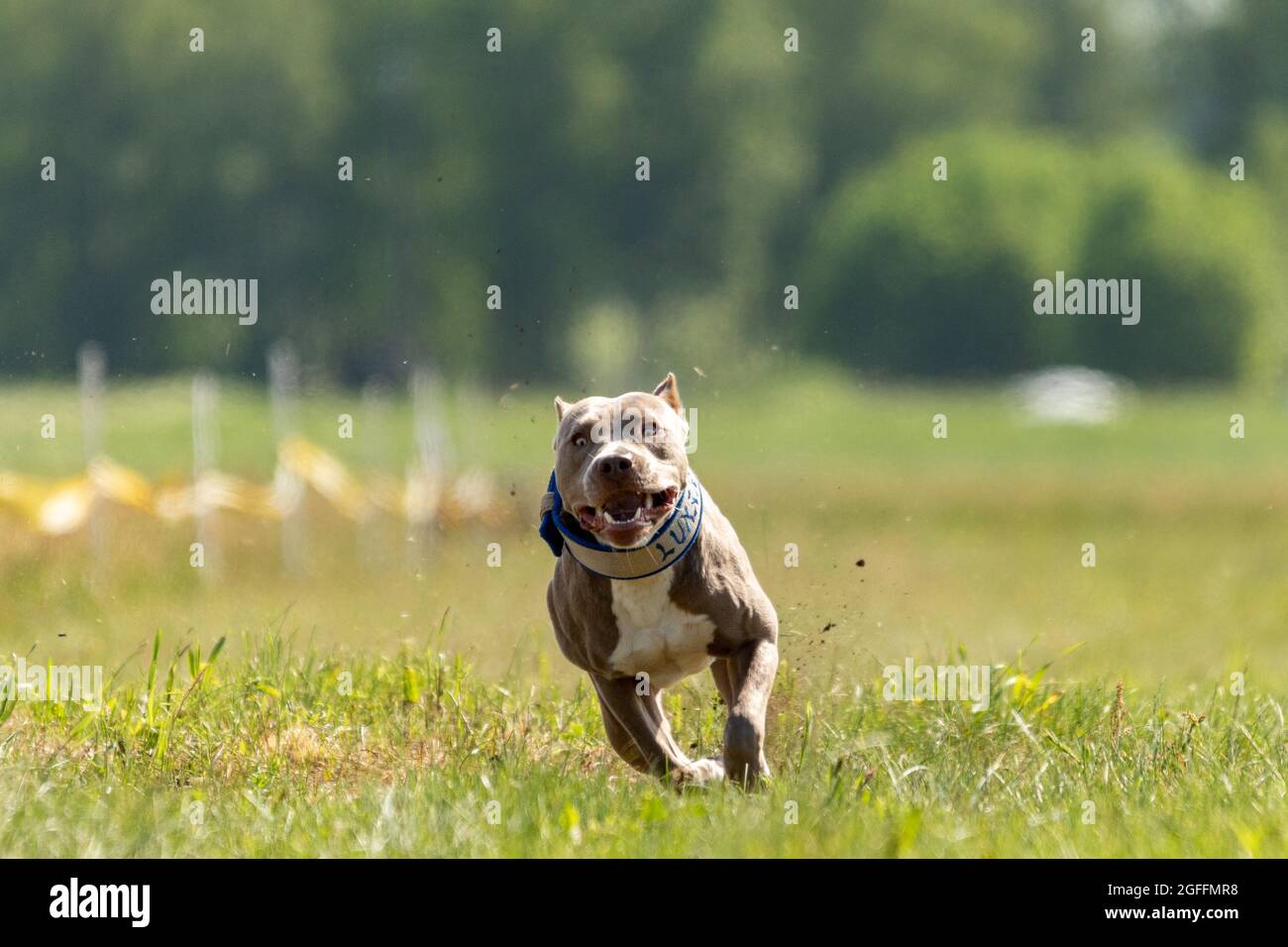 Pit Bull Terrier running and chasing the lure on dog sport Stock Photo ...