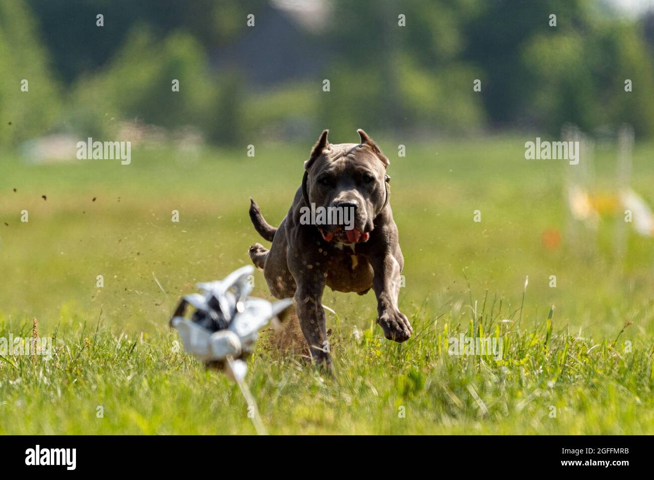 Pit Bull Terrier running and chasing the lure on dog sport Stock Photo ...