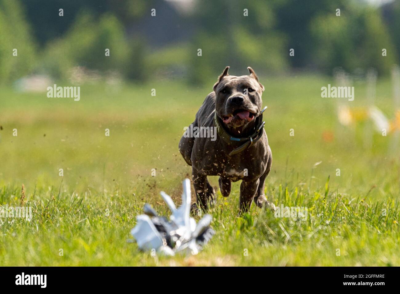 Running pit bull hi-res stock photography and images - Alamy