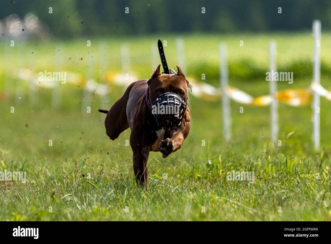 Pit Bull Terrier running and chasing the lure on dog sport Stock Photo ...