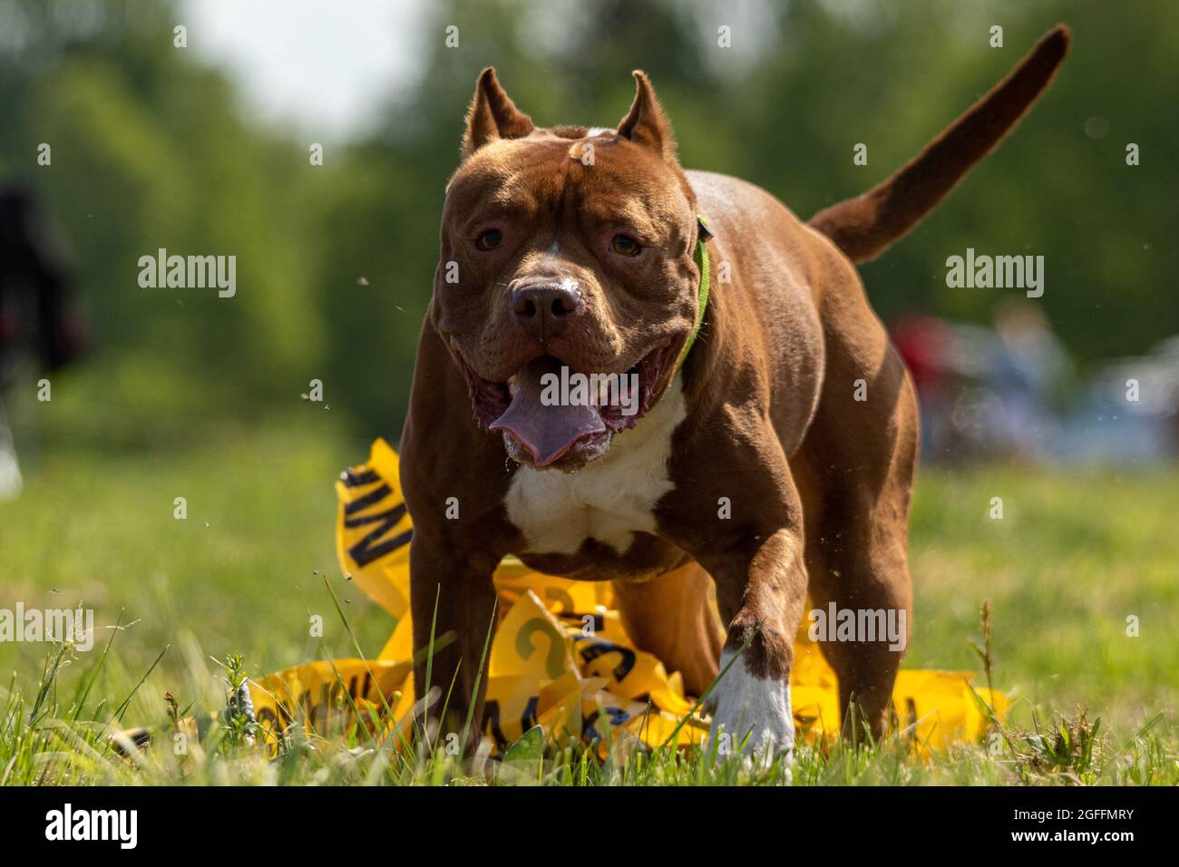 Pit Bull Terrier running and chasing the lure on dog sport Stock Photo ...