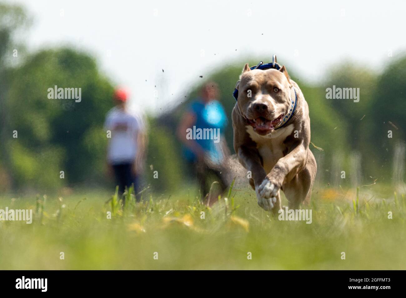 Pit Bull Terrier running and chasing the lure on dog sport Stock Photo ...