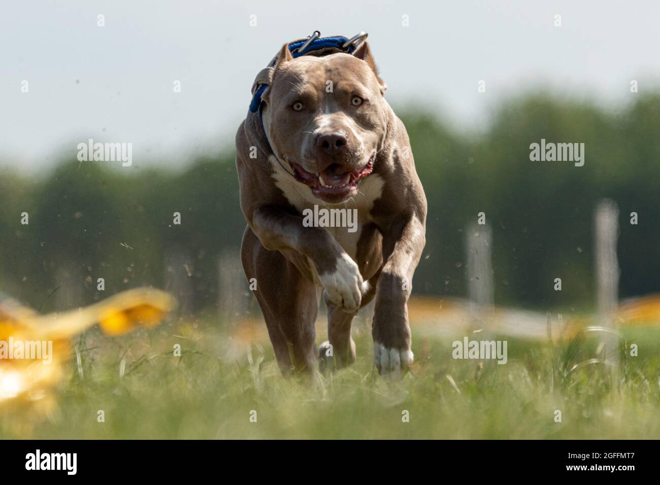 Pit Bull Terrier running and chasing the lure on dog sport Stock Photo ...