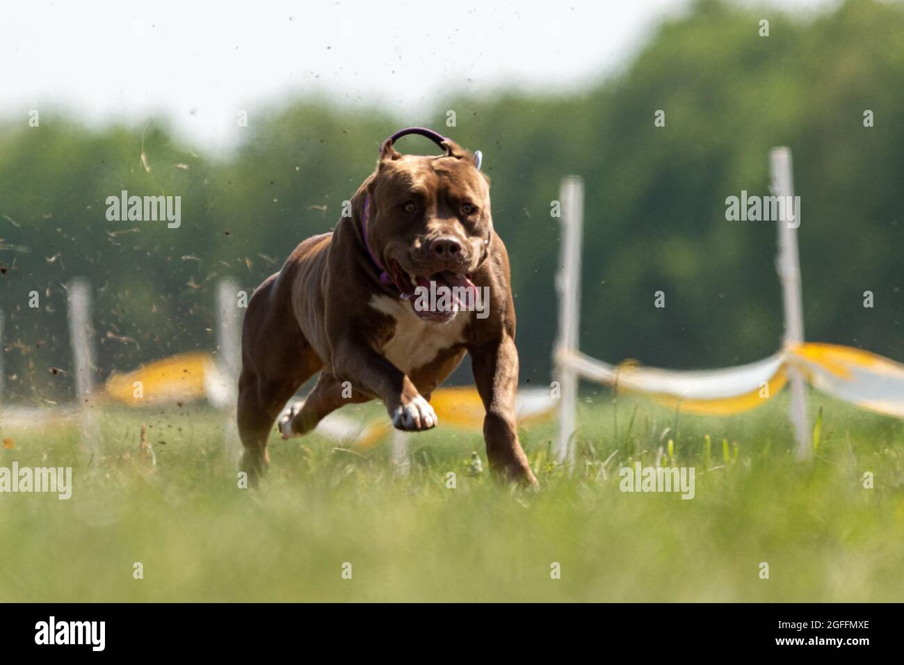 Pit Bull Terrier running and chasing the lure on dog sport Stock Photo ...