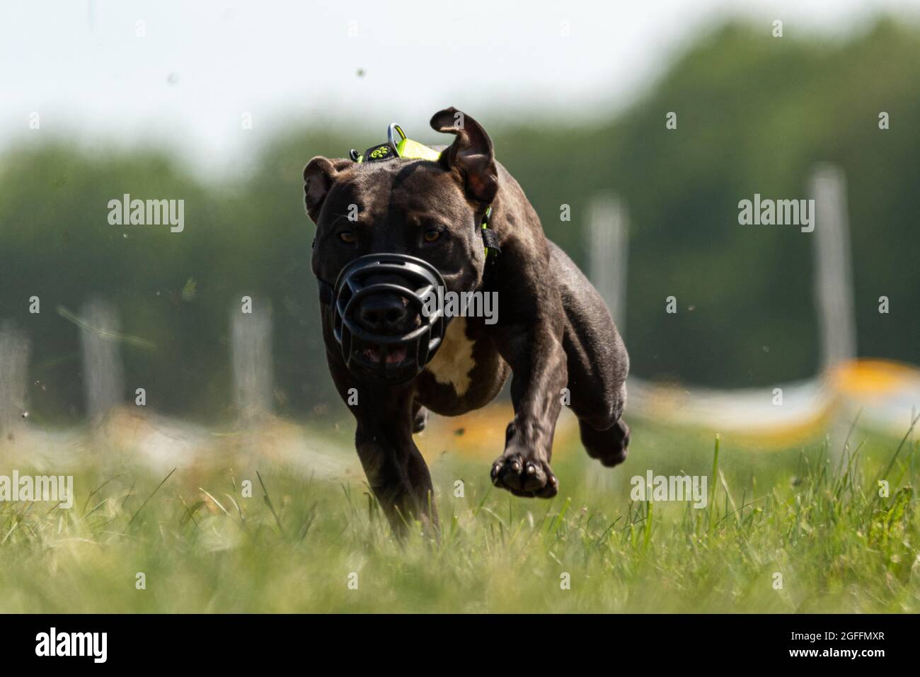 Staffordshire bull terrier running hi-res stock photography and images ...