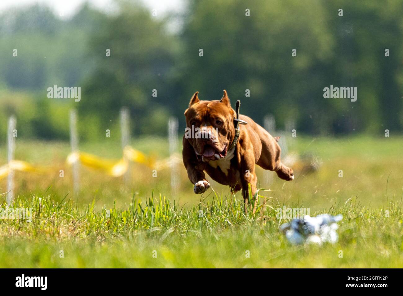 Pit Bull Terrier running and chasing the lure on dog sport Stock Photo ...
