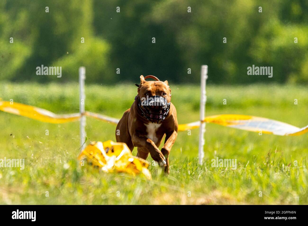 Pit Bull Terrier running and chasing the lure on dog sport Stock Photo ...