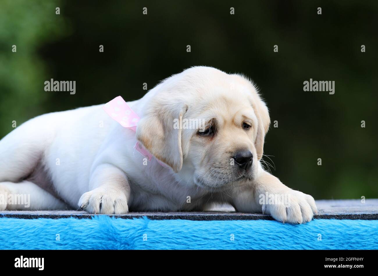 the yellow labrador puppy on the blue background Stock Photo - Alamy