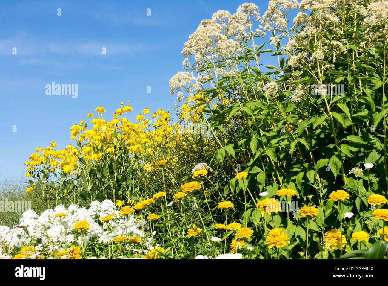 Tall plants garden Joe Pye Weed Eutrochium fistulosum 'Ivory Towers ...