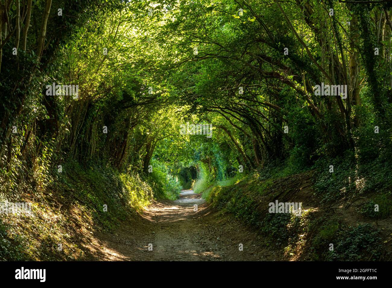 Picturesque Tunnel of trees over an ancient track to Halnaker windmill ...