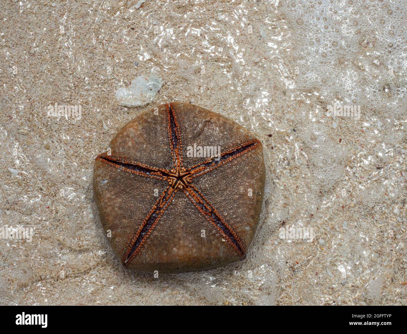Brown, exotic starfish on the beach. Indonesia, Seven Islands, near the ...