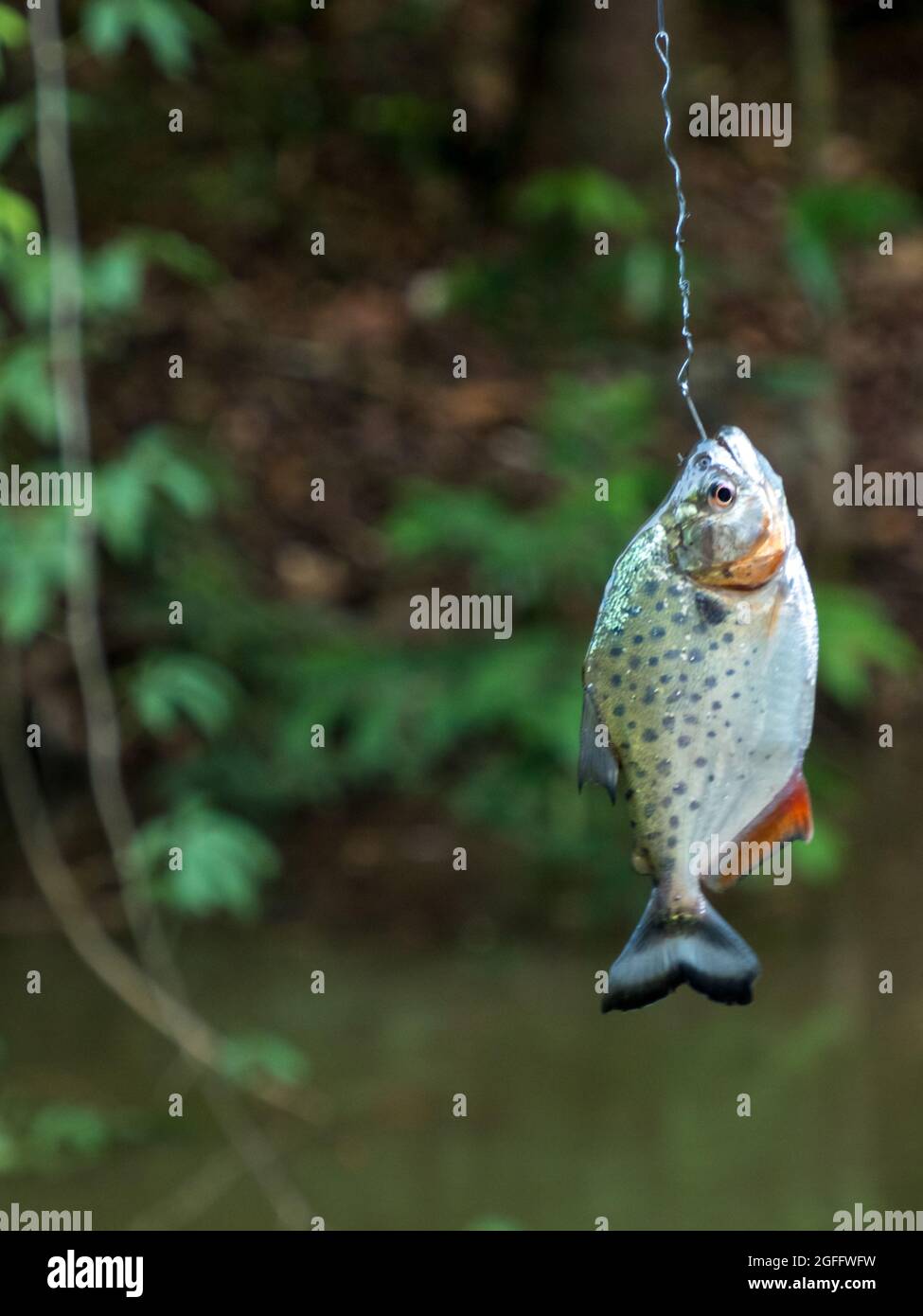 Small piranha in of the Amazon River, Brazil. Amazonia. South America ...