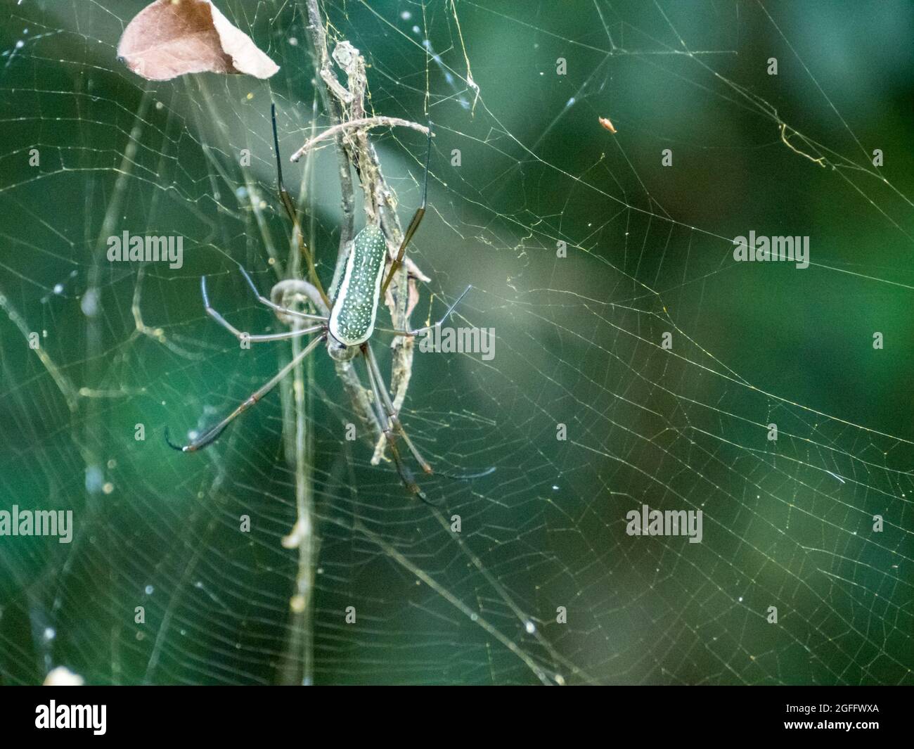 A huge spider's nest in the Amazon jungle. Amazonia. South America ...