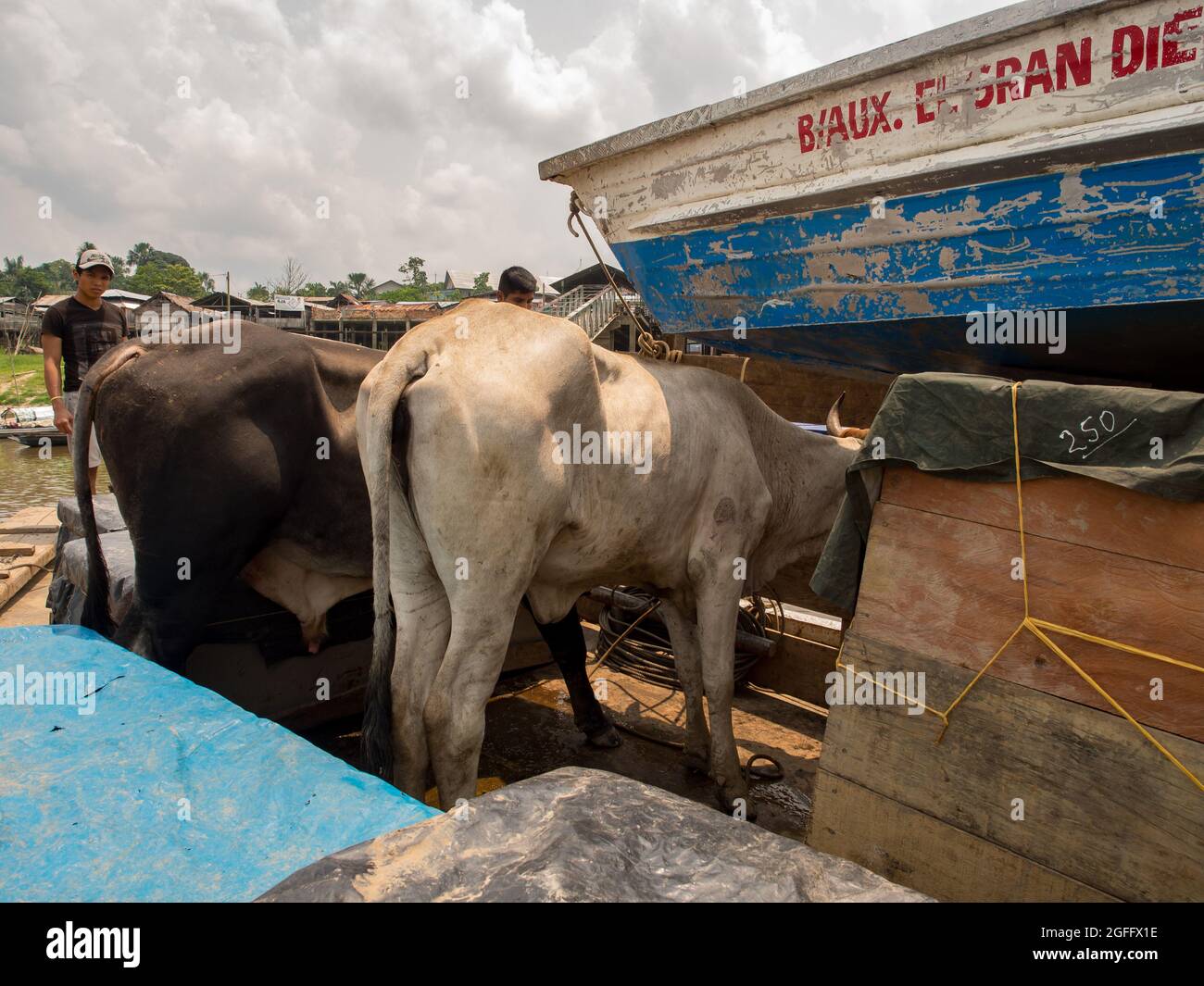 Amazon River, Peru- Sep, 2017: Cows on board a cargo ship sailing from ...
