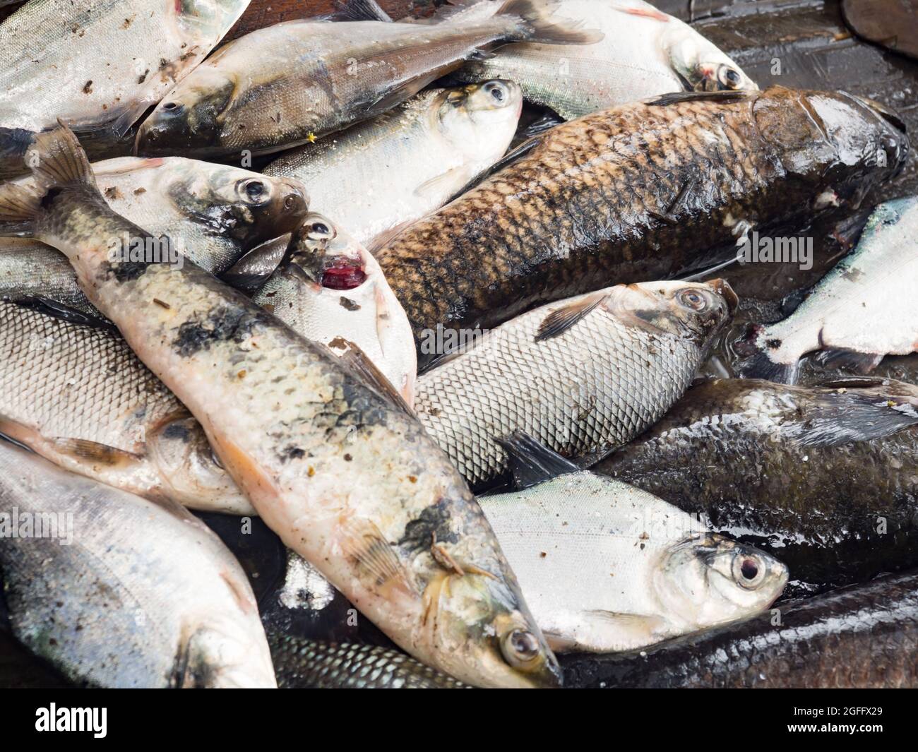 A close-up for many fish in a wooden boat caught in an Amazon ...