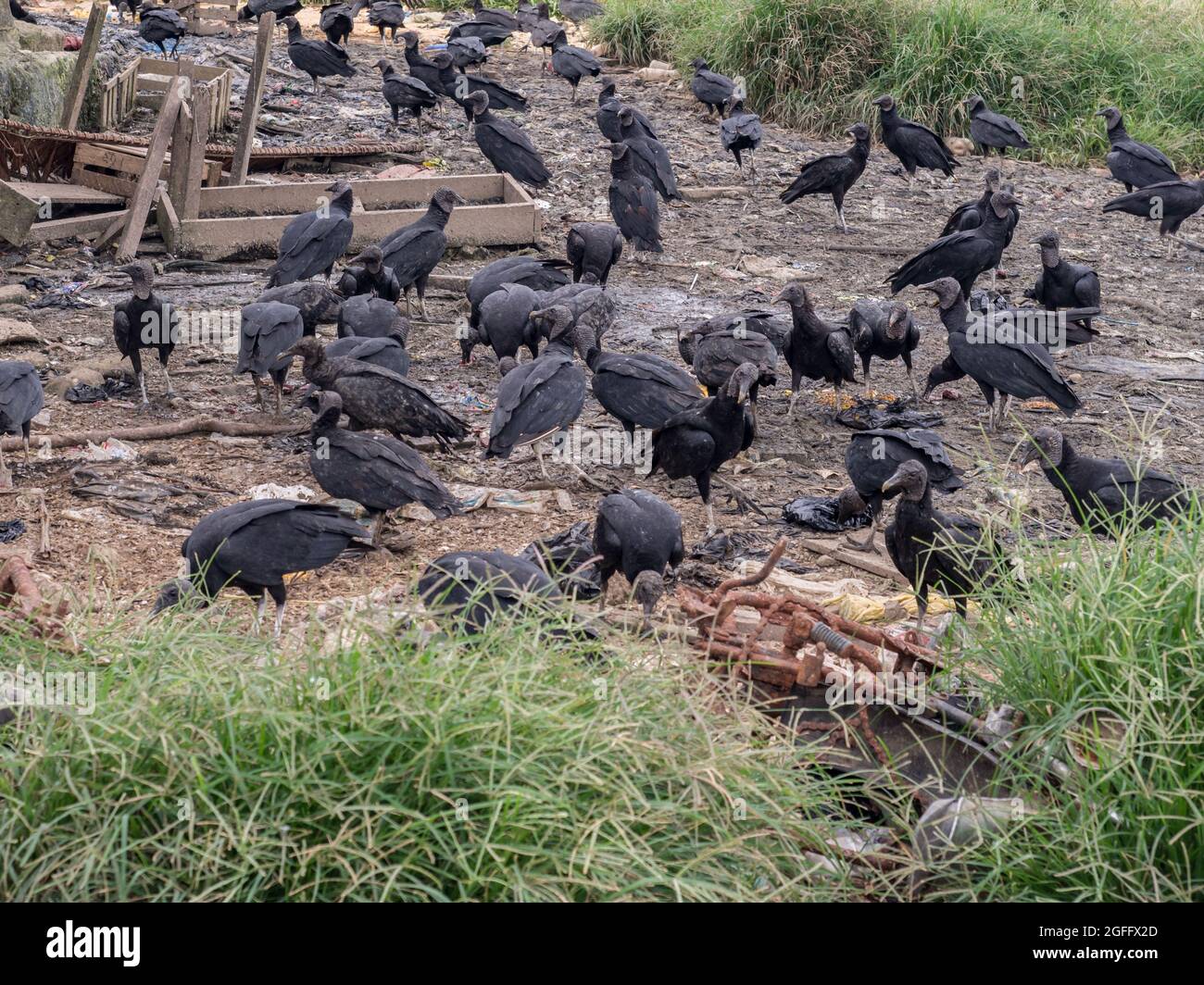 Flock of black vulture, on the bank of the Amazon river, jungle. Brazil ...