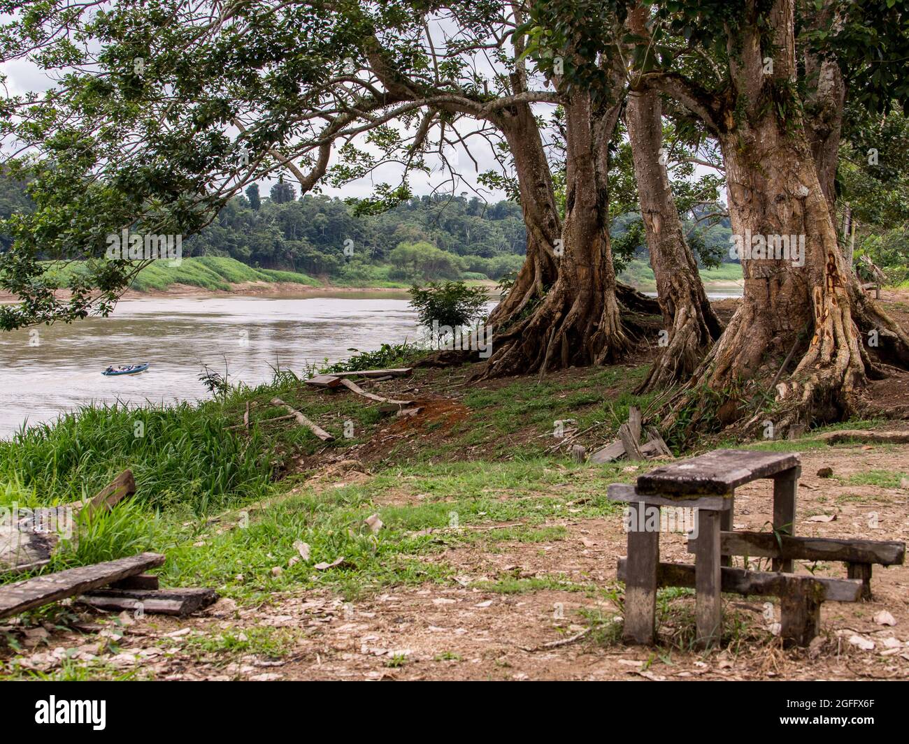 Huge trees on the banks of the Javari River, basin of Amazon River ...