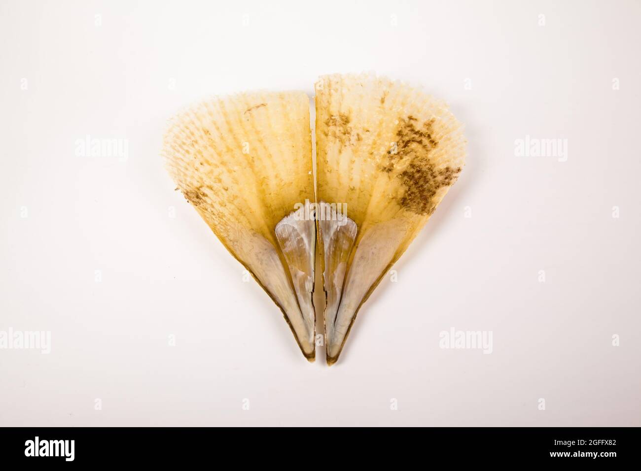 Pinna nobilis, an endangered shellfish with its interesting appearance ...