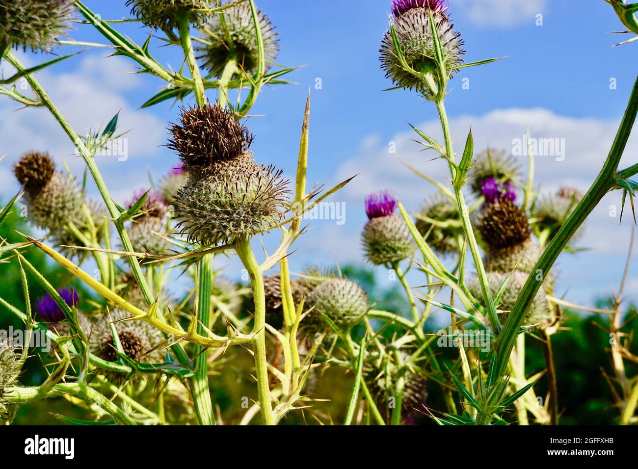 Field of thistles hi-res stock photography and images - Alamy