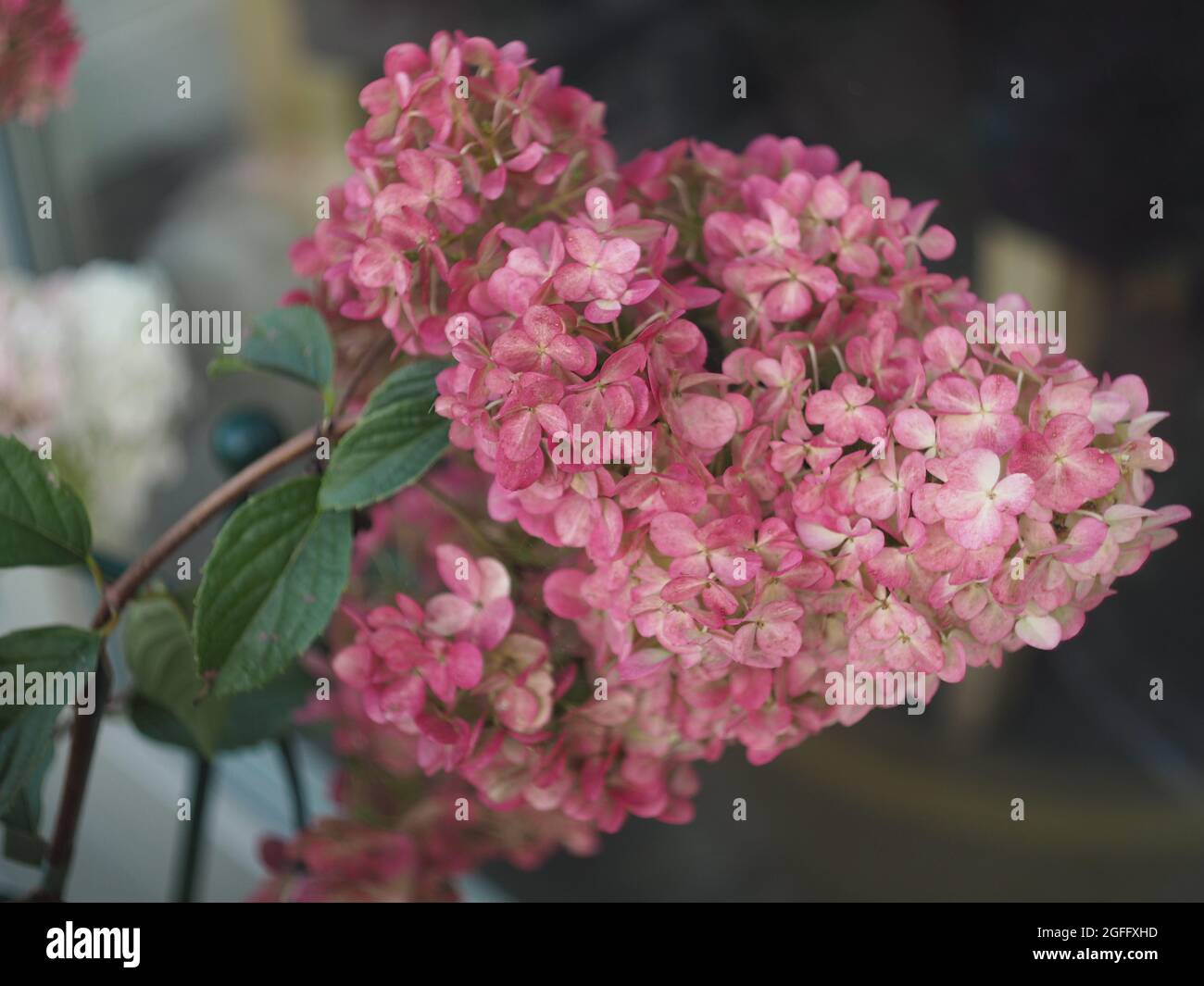 Hydrangea Paniculata "Vanille Fraise" as seen in August Stock Photo - Alamy