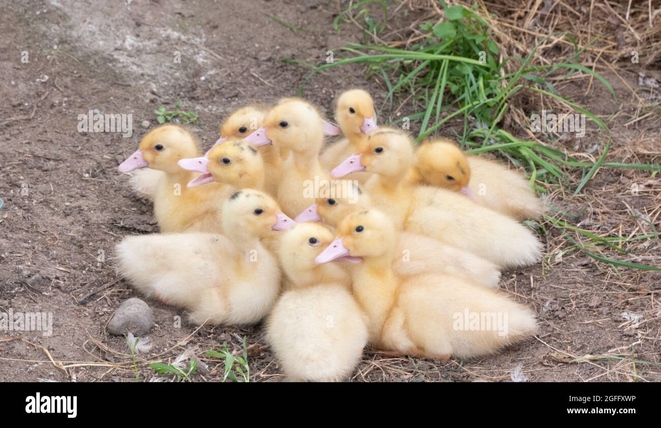 Duck broiler on a home farm Stock Photo - Alamy