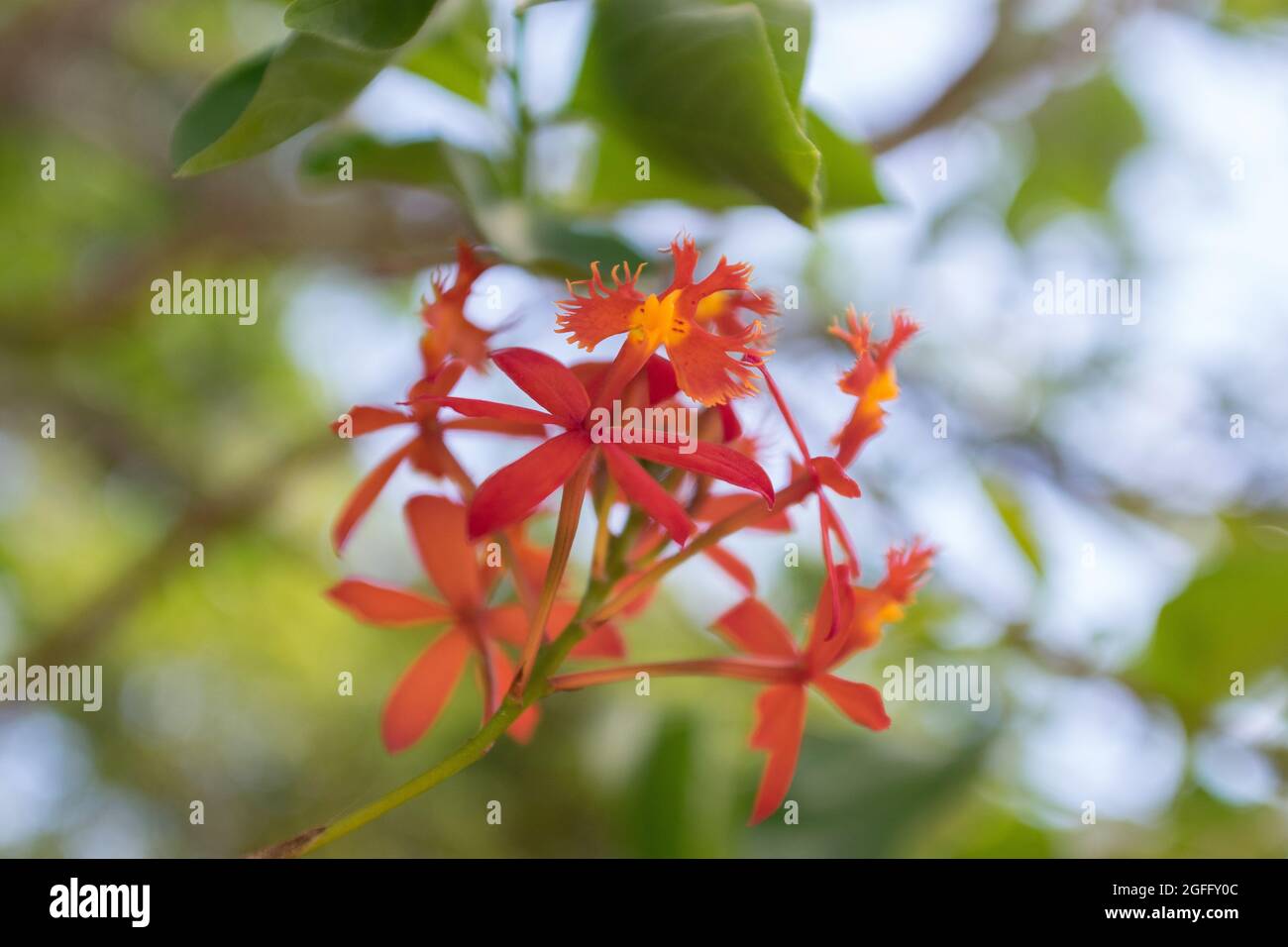 Small flowers in vibrant colors hi-res stock photography and images - Alamy