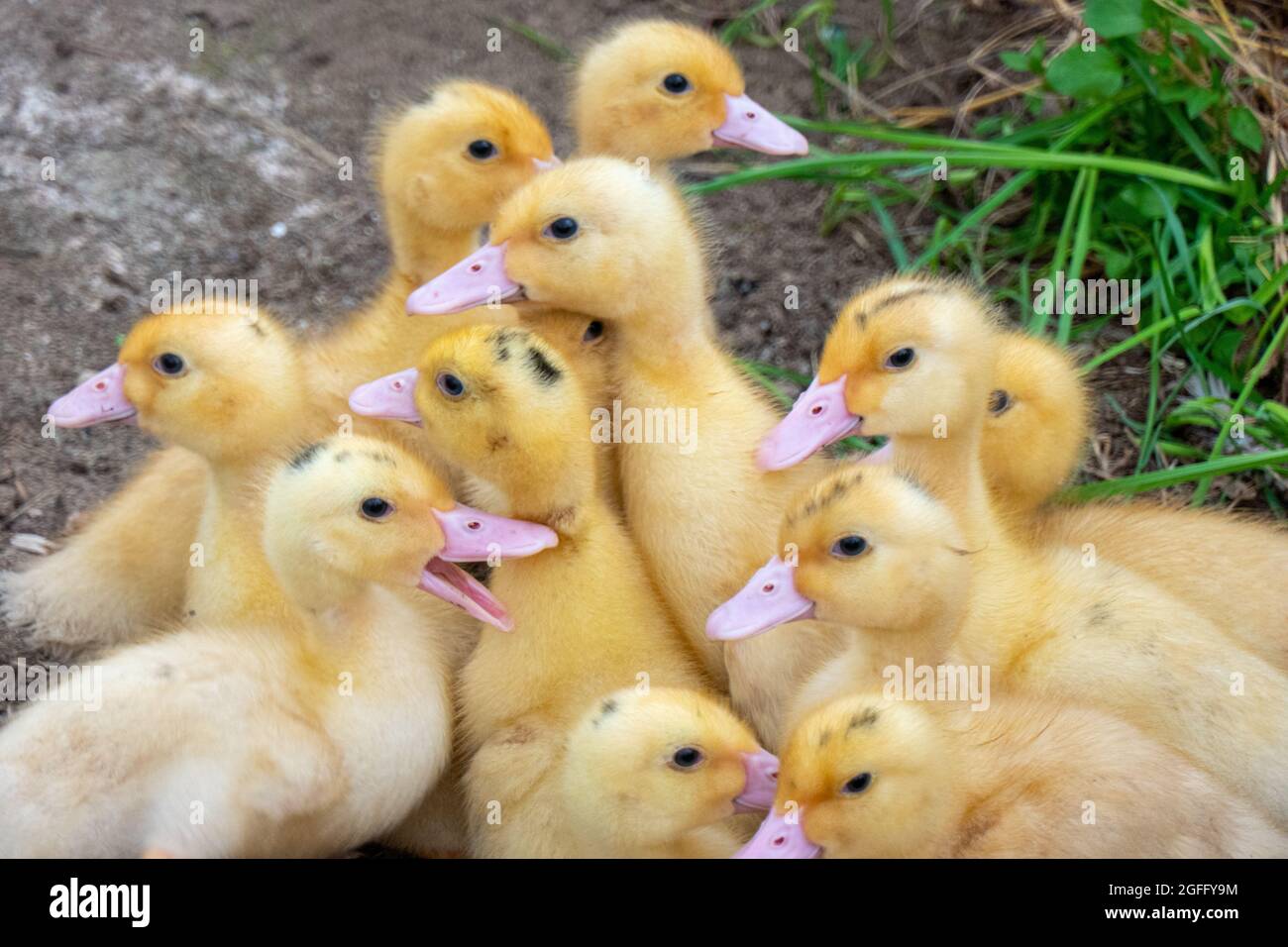 Duck broiler on a home farm Stock Photo - Alamy