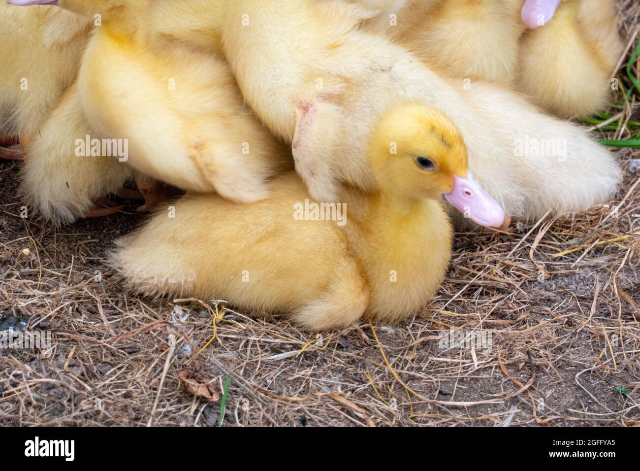 Broiler hi-res stock photography and images - Alamy