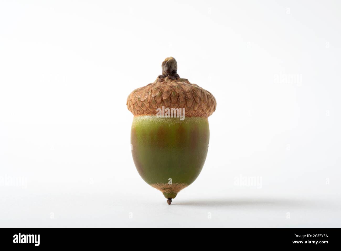 A single oak acorn nut against a plain, white background with copy ...